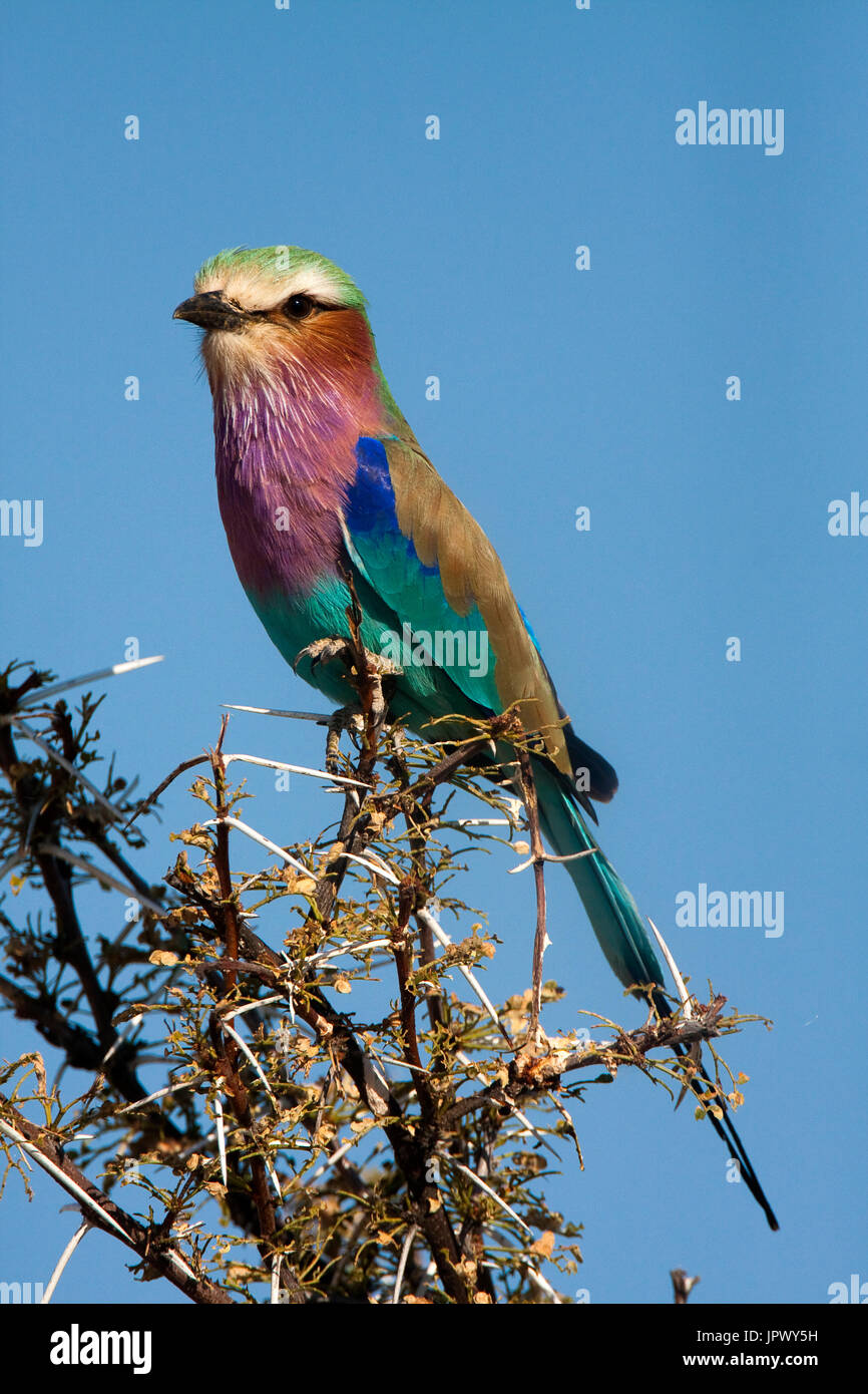 Lilac-breasted roller on a branch - Etosha Namibia Stock Photo - Alamy