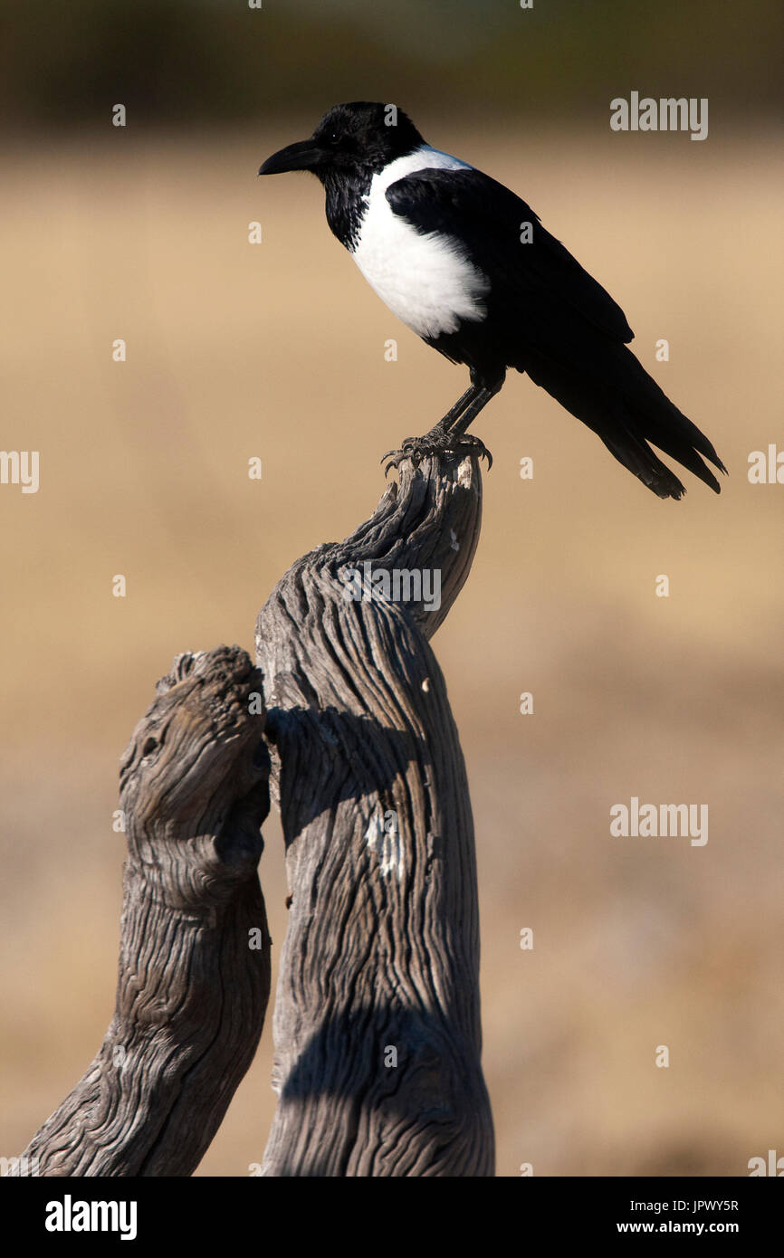 Crow alone hi-res stock photography and images - Alamy