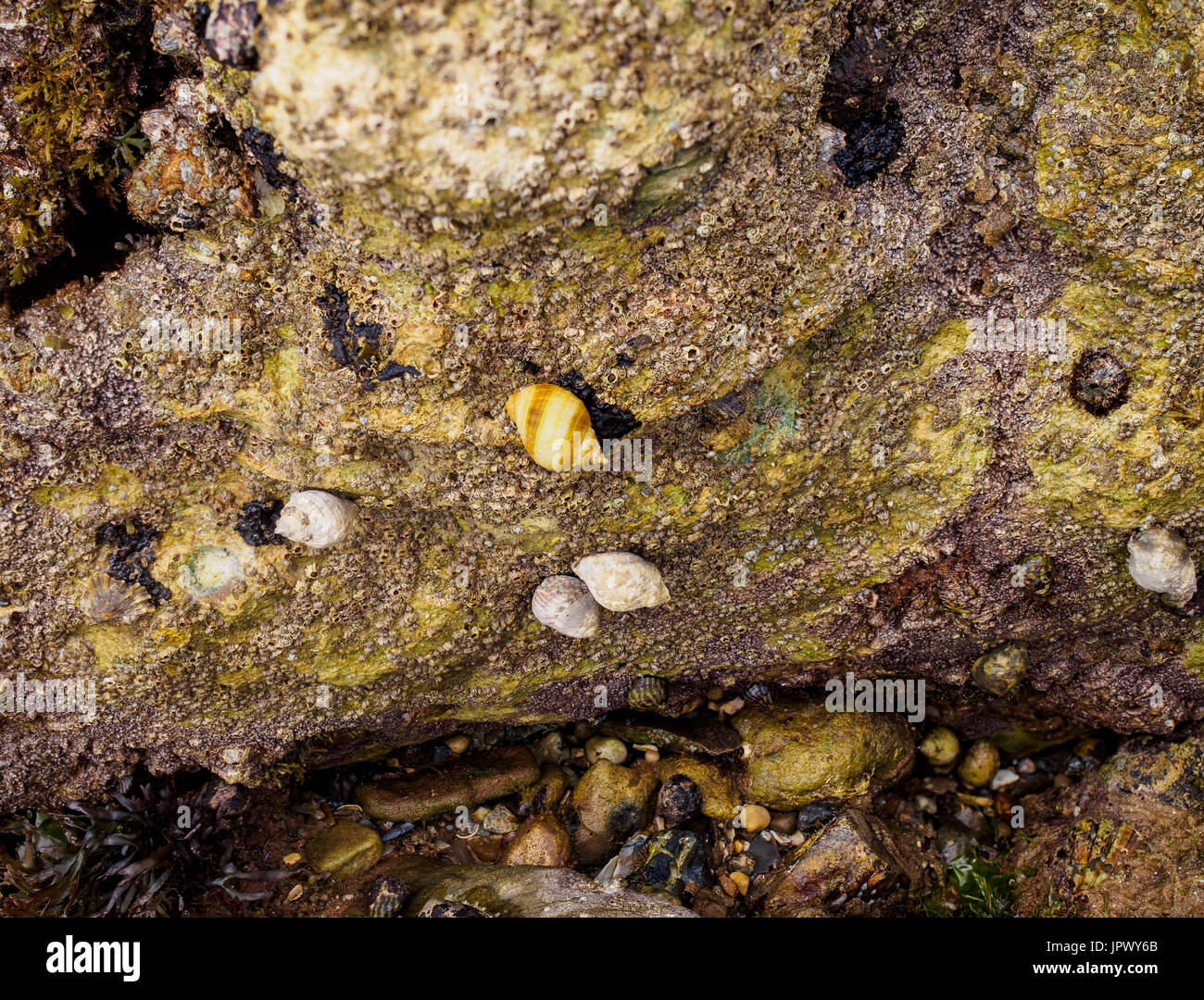Marine life in the rock pools hi-res stock photography and images - Alamy