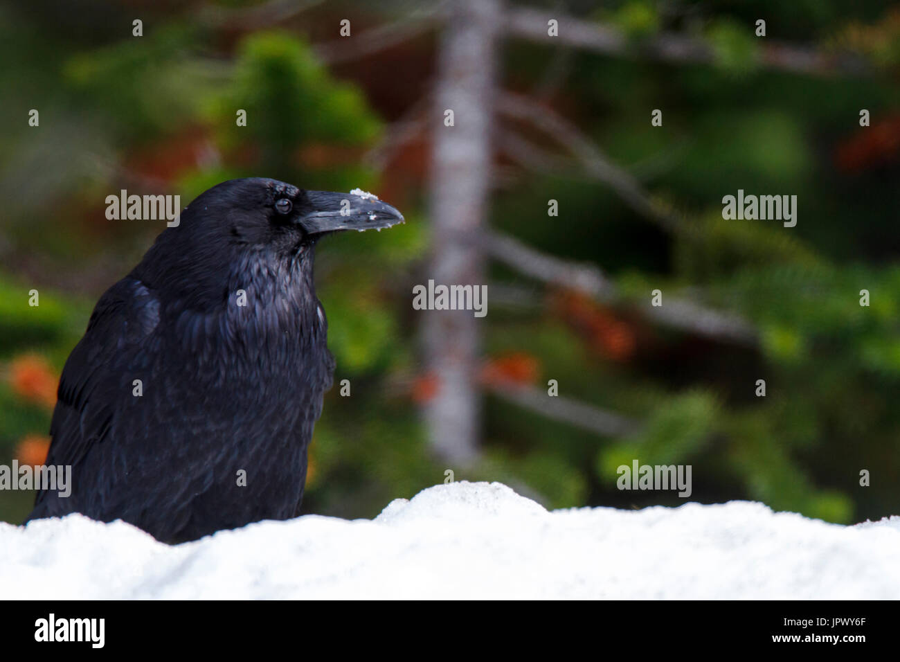 Common Raven in snow - Banff Alberta Canada Stock Photo - Alamy
