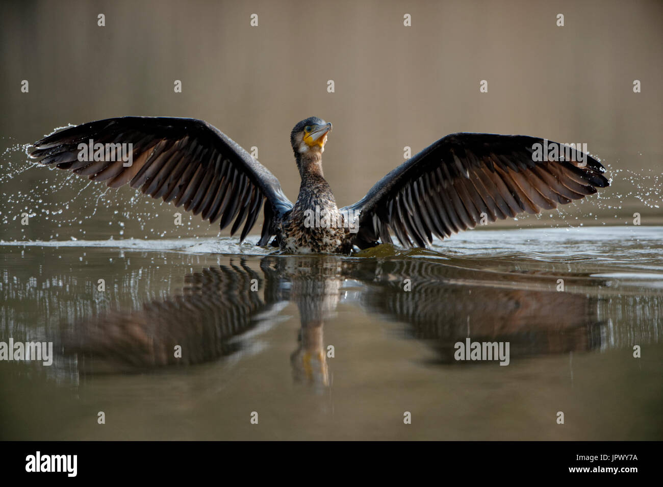 Cormorant flapping their wings in the water surface Stock Photo - Alamy