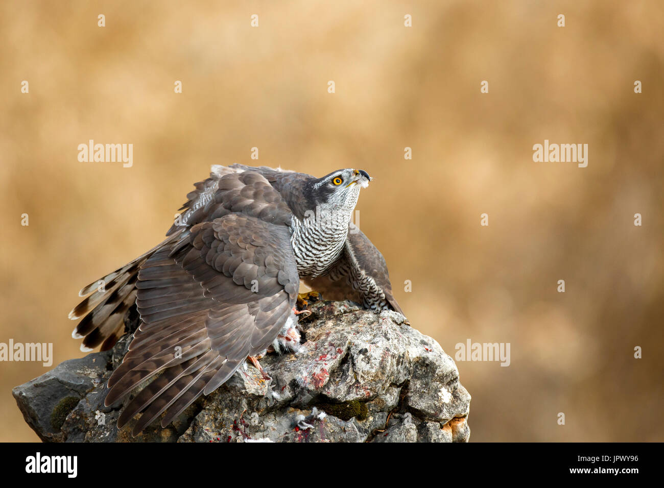 Northern goshawks hi-res stock photography and images - Alamy