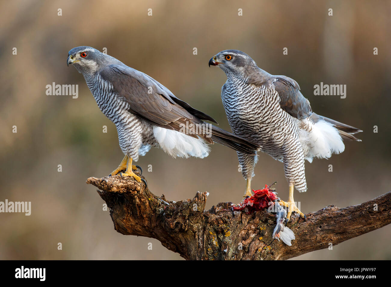 Sparrow Hawk Male Female High Resolution Stock Photography and Images ...