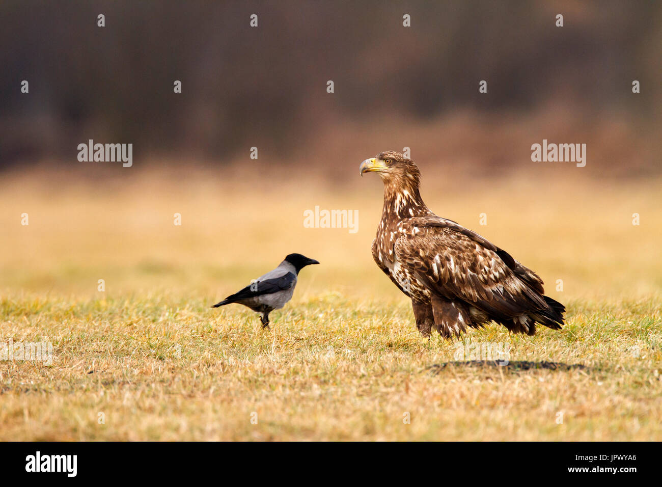 White-tailed Eagle and Hooded Crow - Poland Stock Photo - Alamy