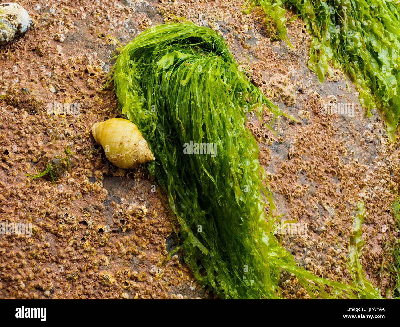 Sea life in rock pools on UK coastline Stock Photo - Alamy