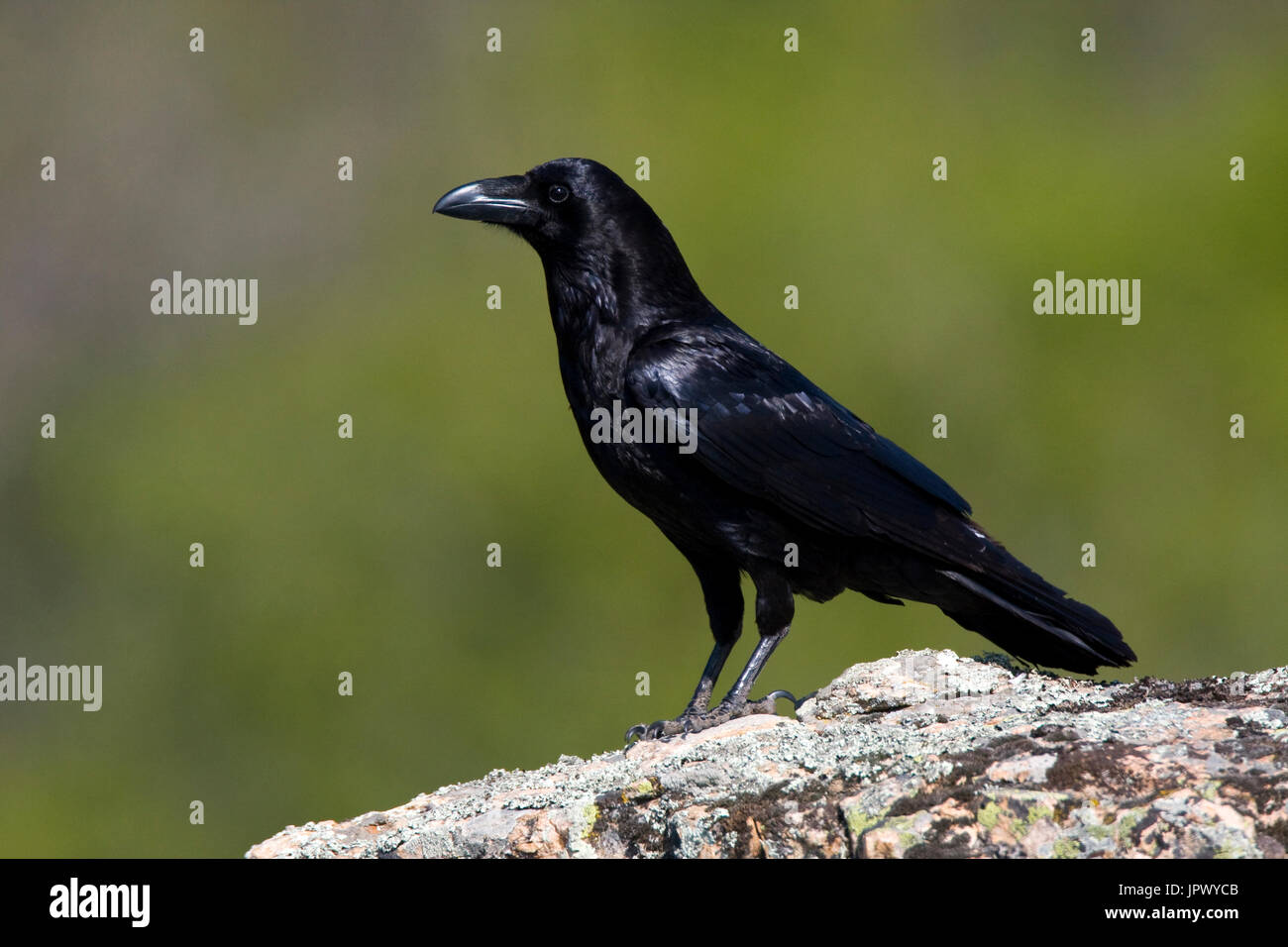 Common Raven on rock - Spain Stock Photo - Alamy