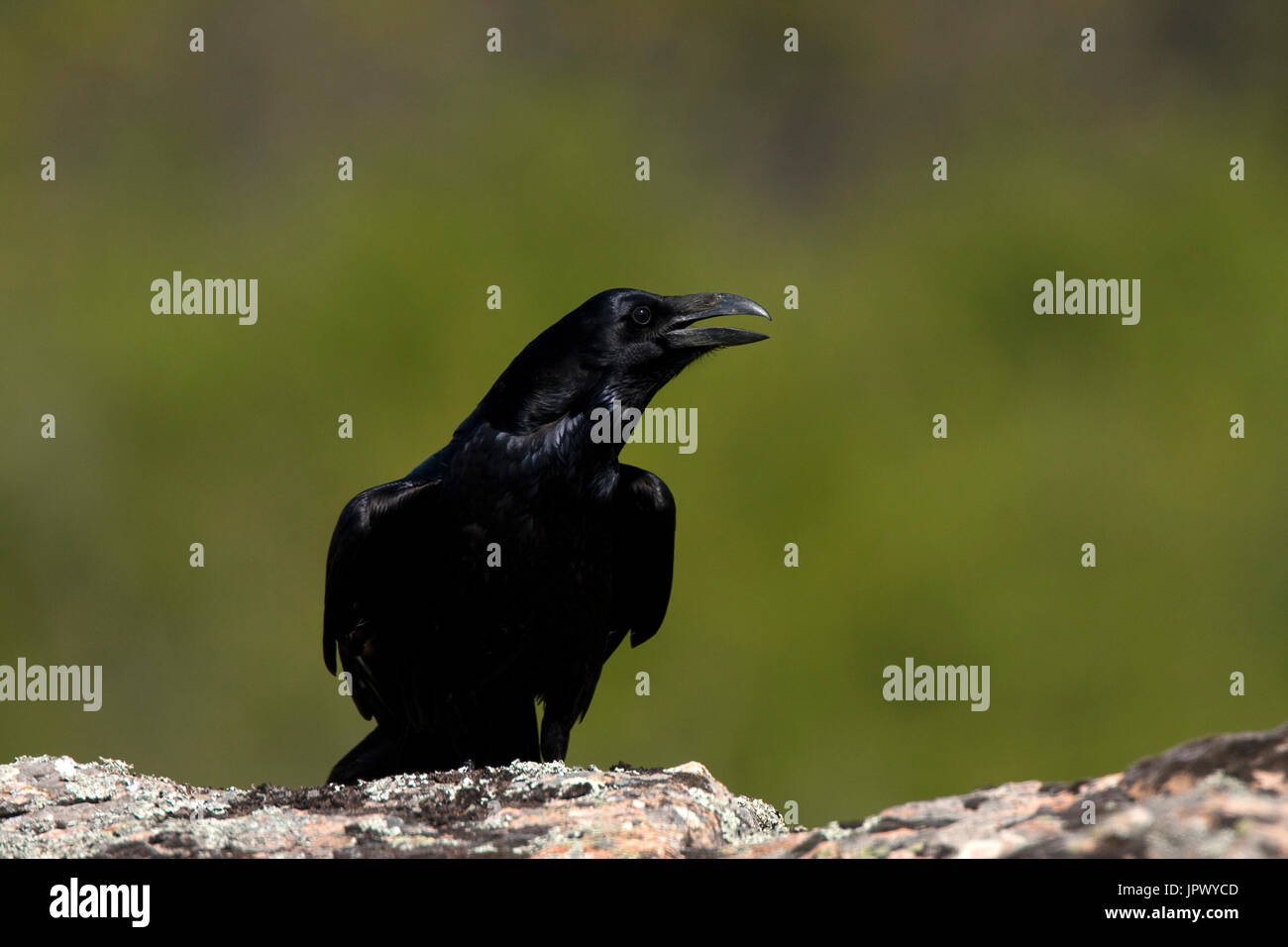 Common Raven cawing on rock - Spain Stock Photo - Alamy