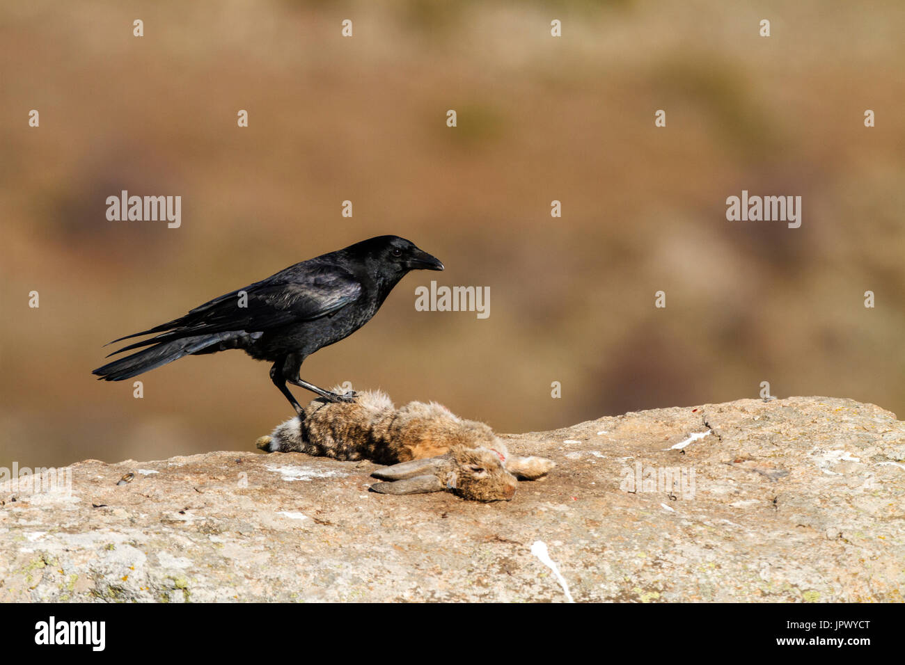 Common Raven and prey on rock - Spain Stock Photo - Alamy