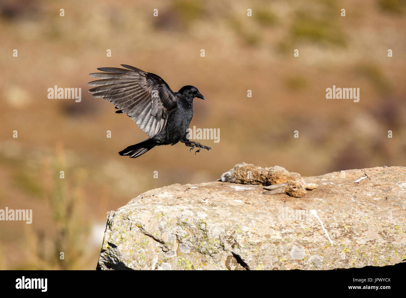 Carrion Crow in flight and prey on rock - Spain Stock Photo - Alamy