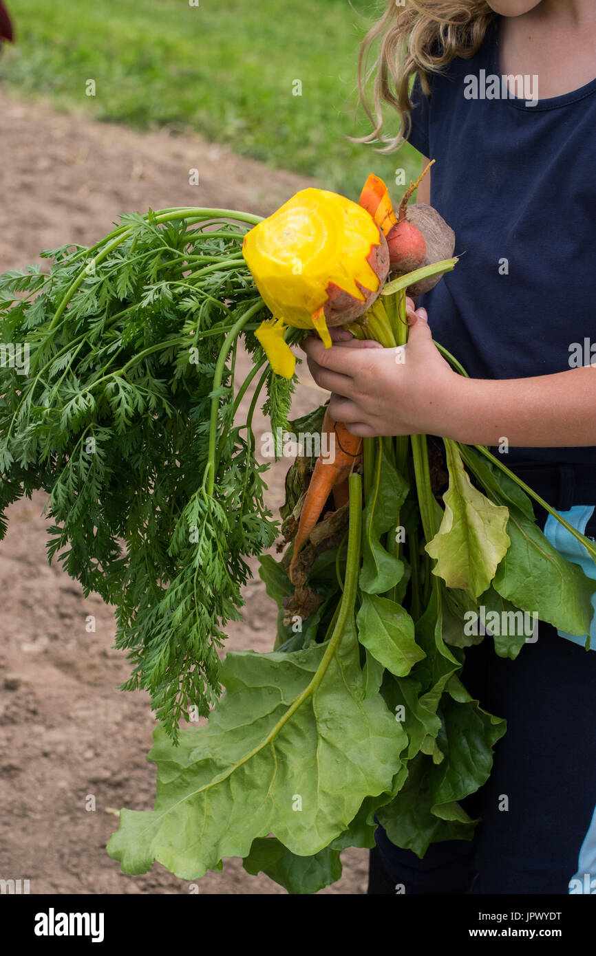 Beetroot yellow hi-res stock photography and images - Alamy