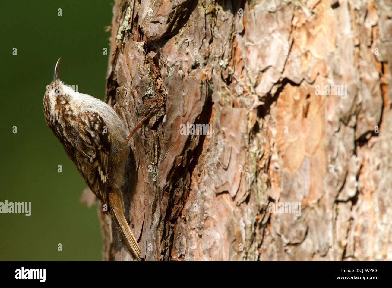 Short-toed Treecreeper on a trunk - Spain Stock Photo - Alamy