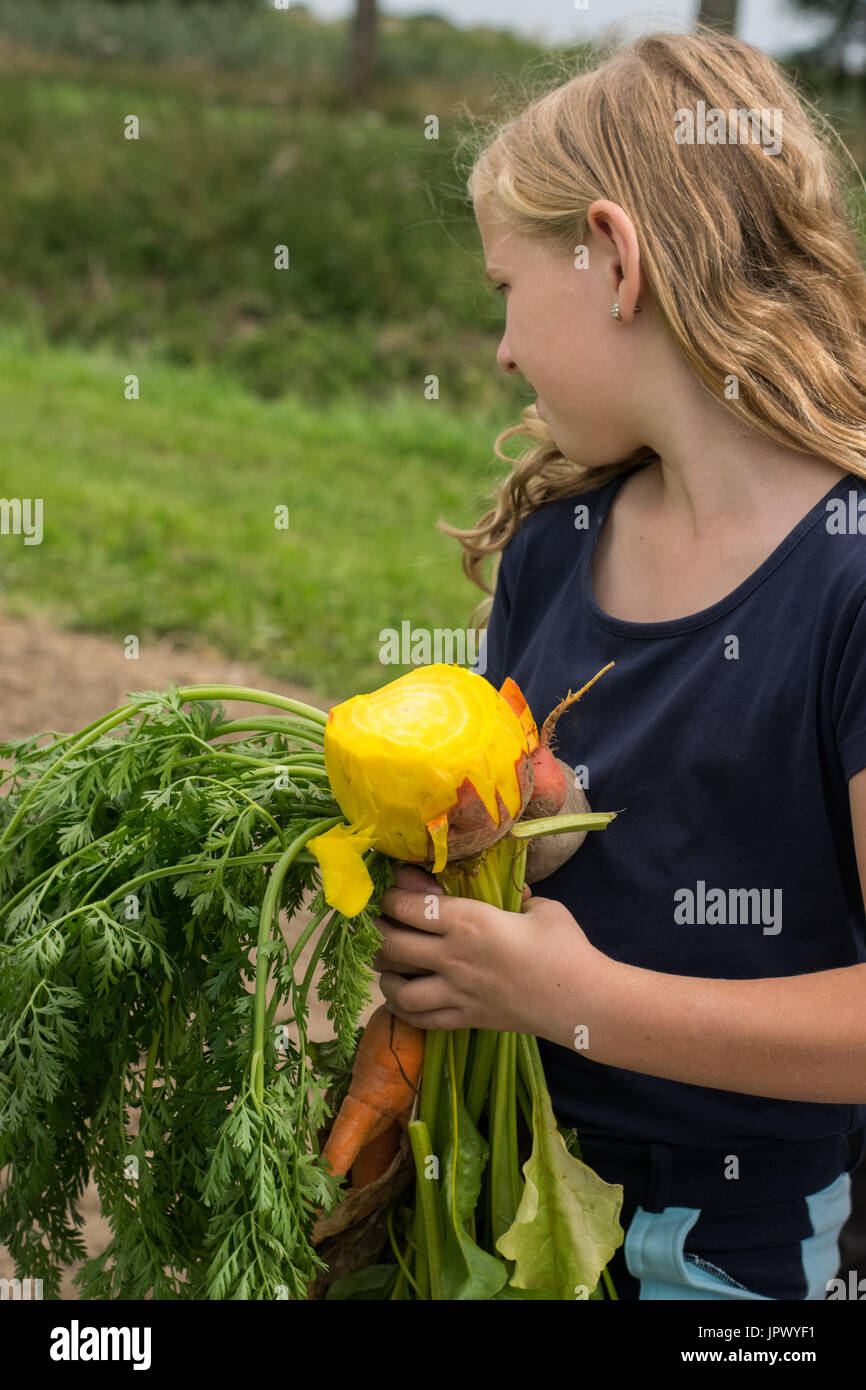 Beetroot yellow hi-res stock photography and images - Alamy