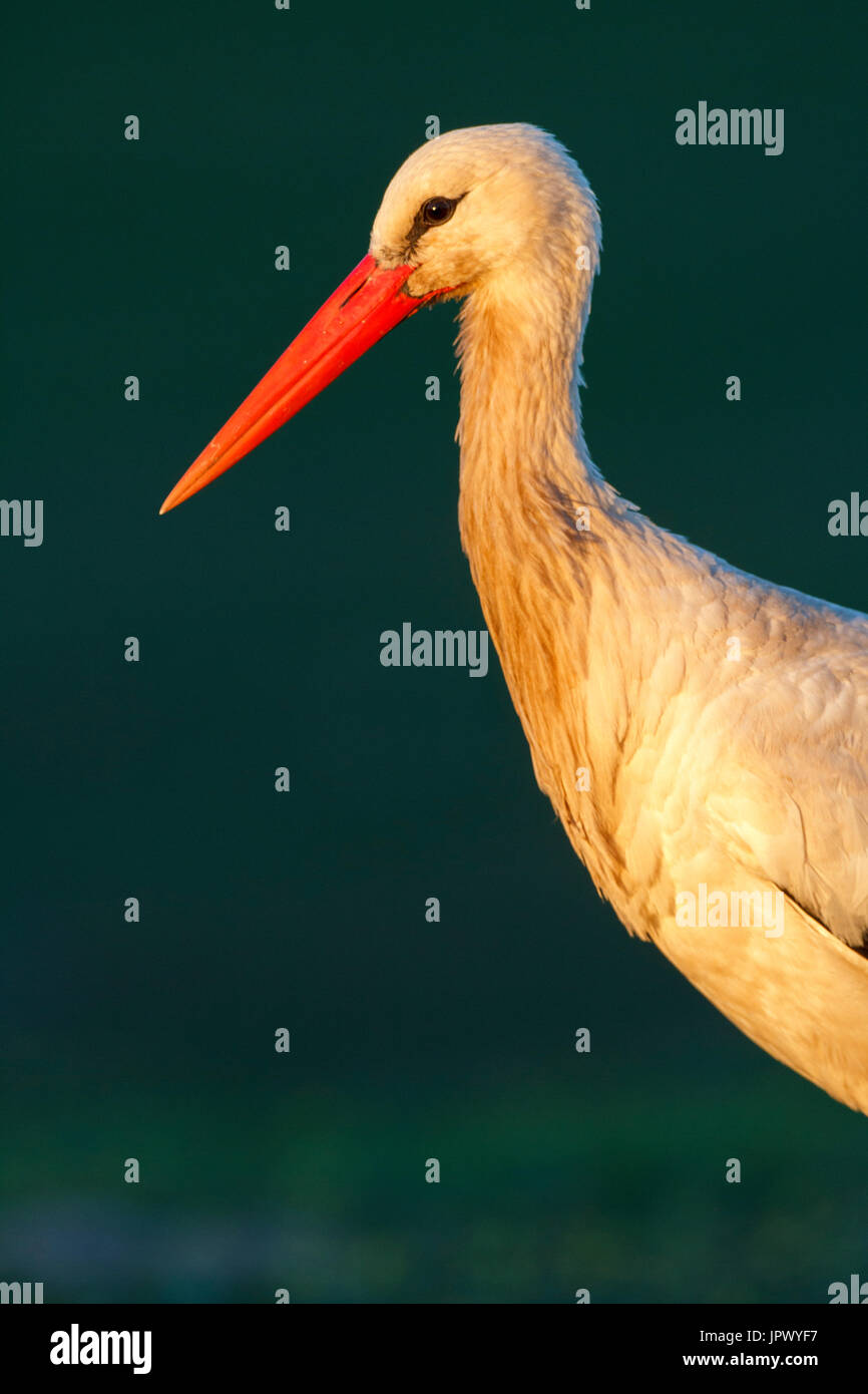 Real stork hi-res stock photography and images - Alamy