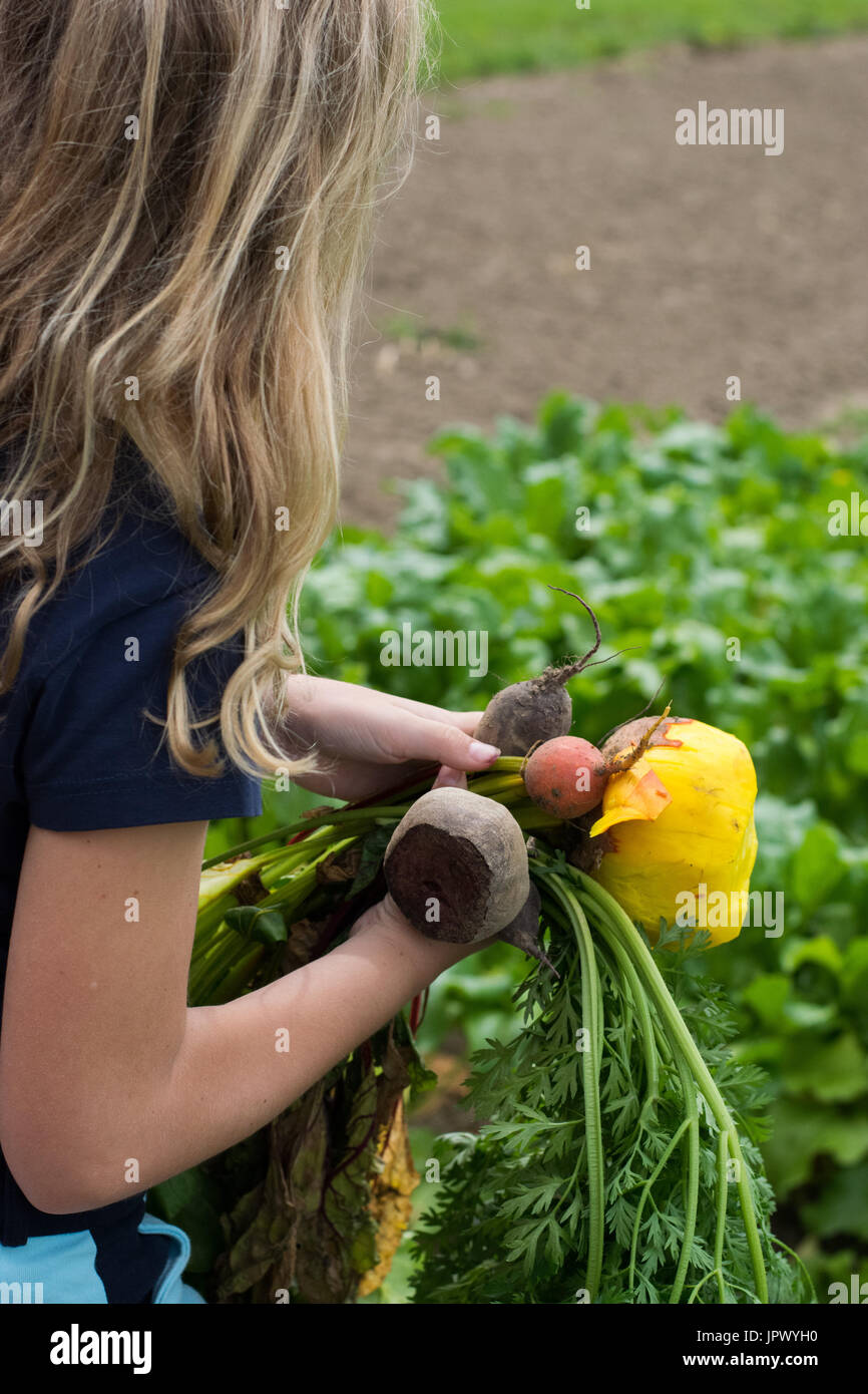 Beetroot yellow hi-res stock photography and images - Alamy