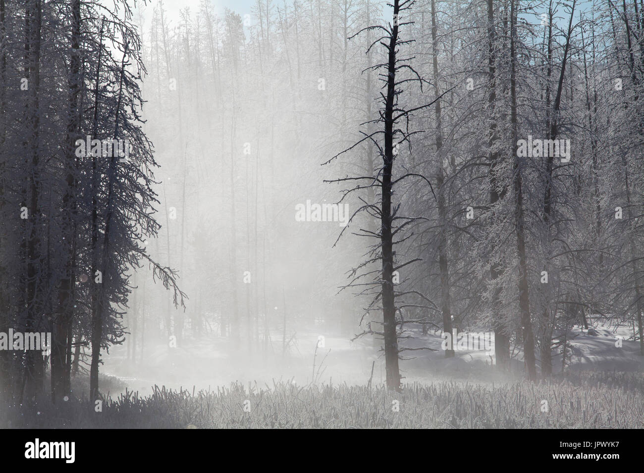 Mist in a forest in winter - Yellowstone NP USA Stock Photo - Alamy