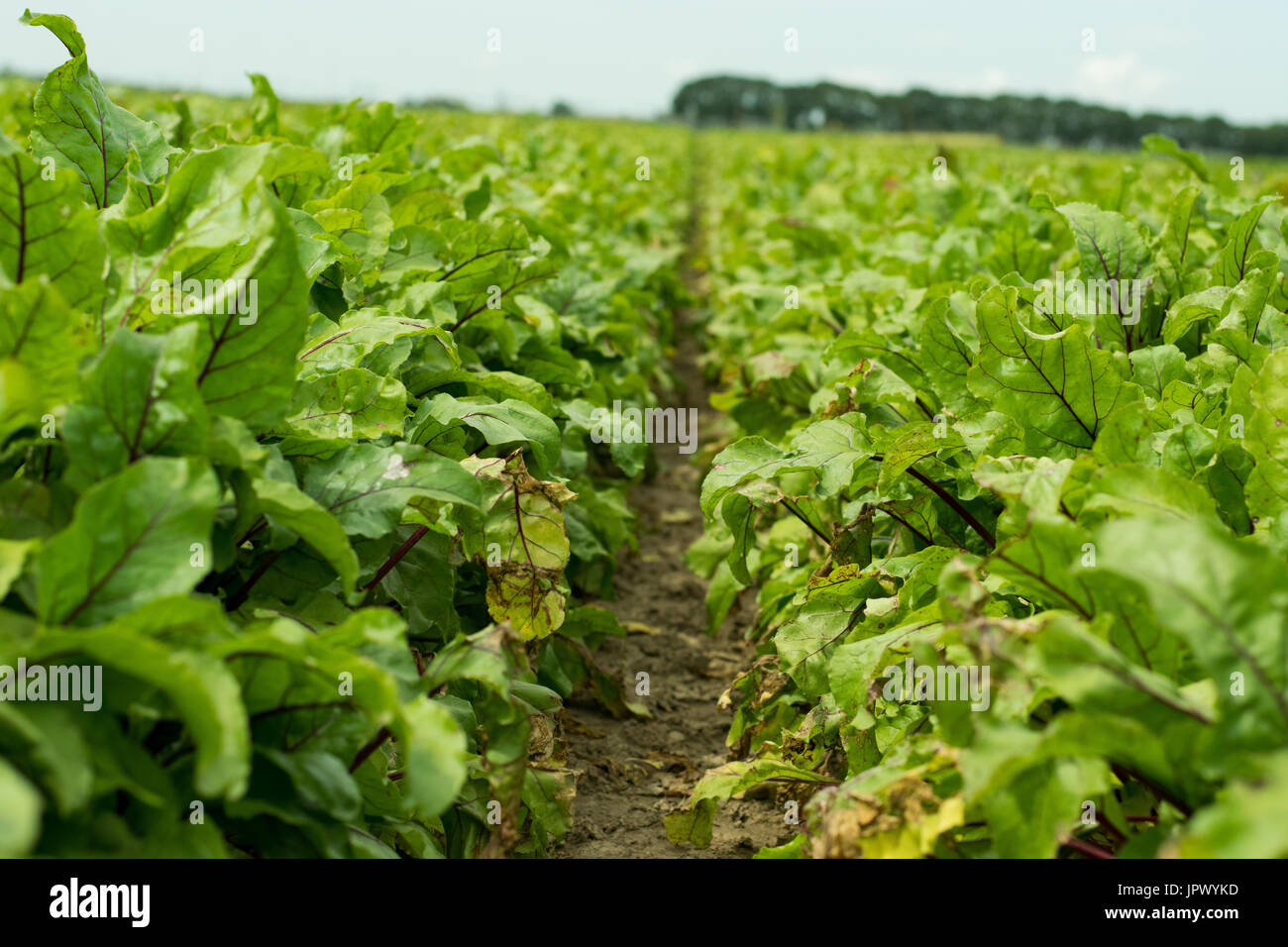 Red beet plants Stock Photo - Alamy