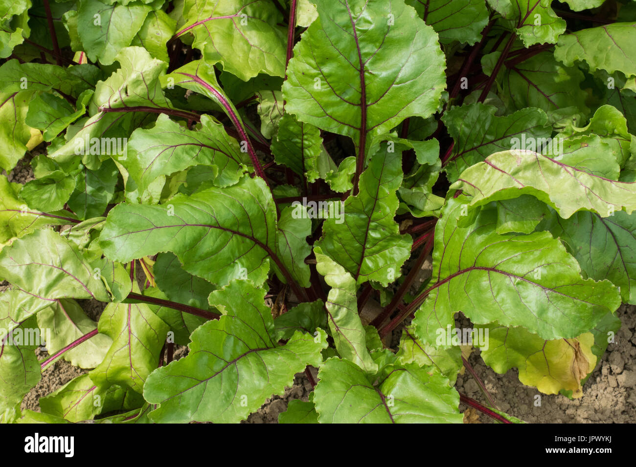 Red beet plants Stock Photo - Alamy