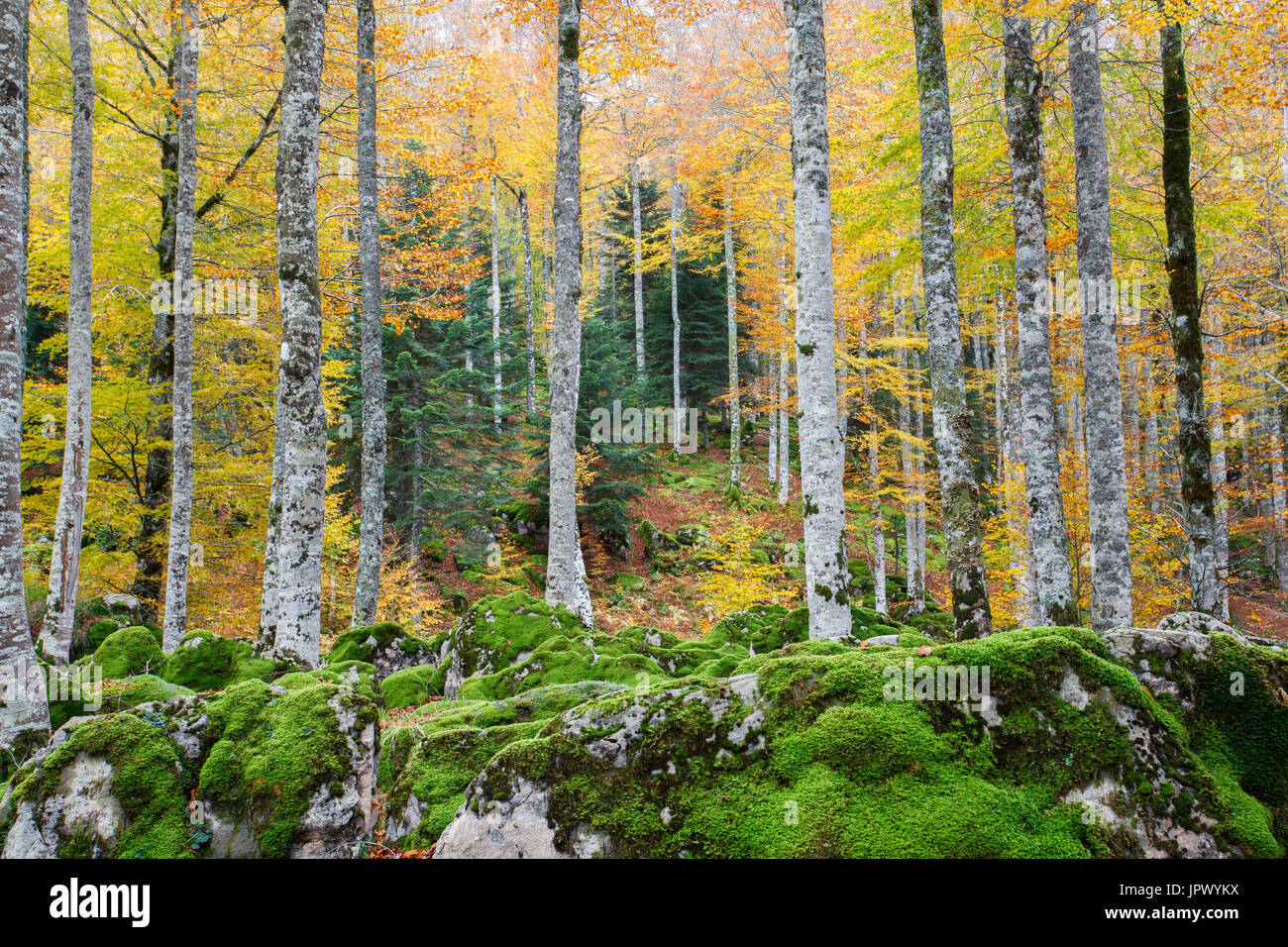 Selva de Irati in fall - Navarra Spain Stock Photo - Alamy