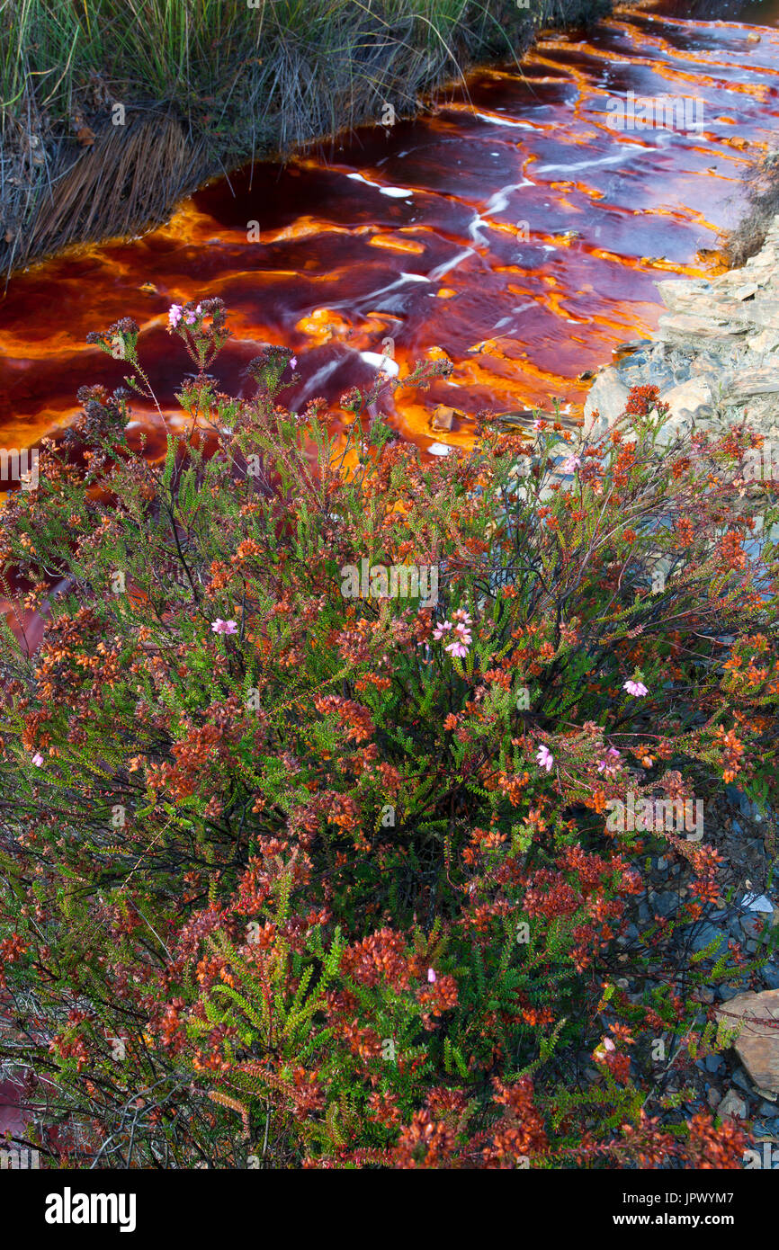 Ferruginous water hi-res stock photography and images - Alamy