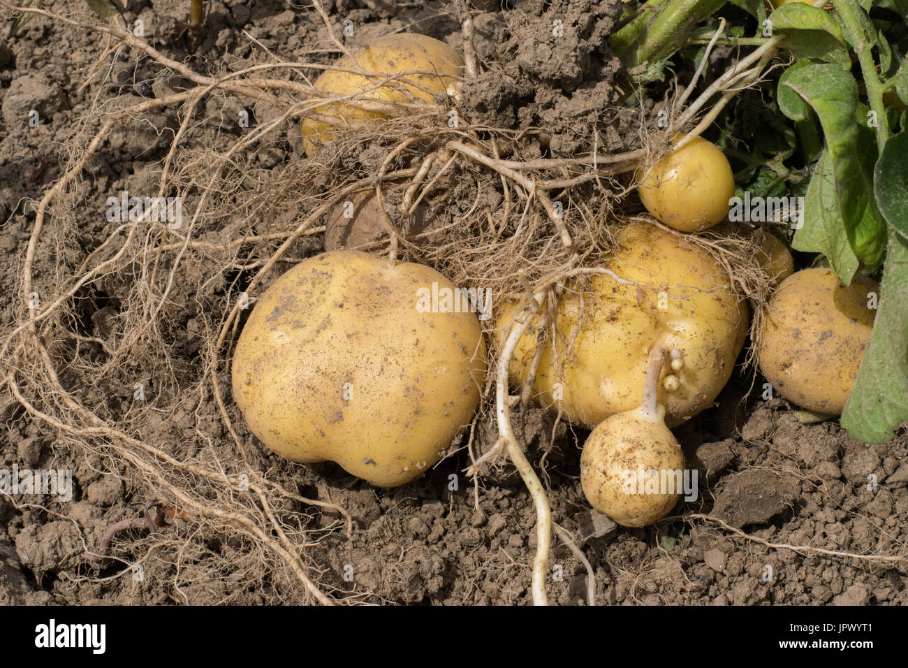Root cultivation hi-res stock photography and images - Alamy