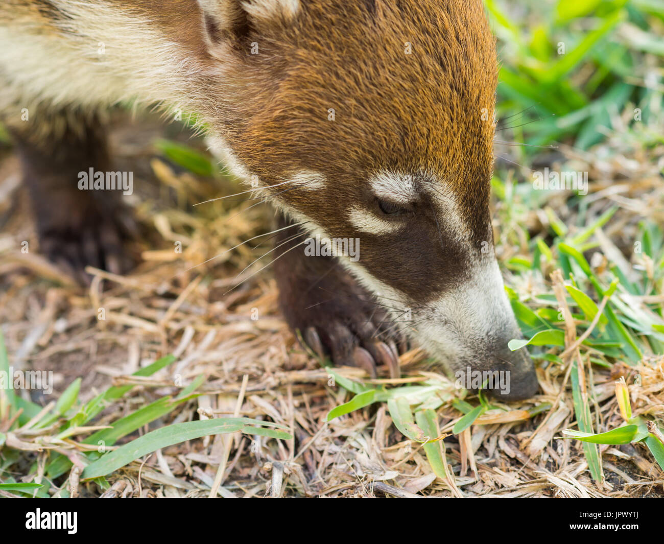 Yucatan wildlife hi-res stock photography and images - Alamy