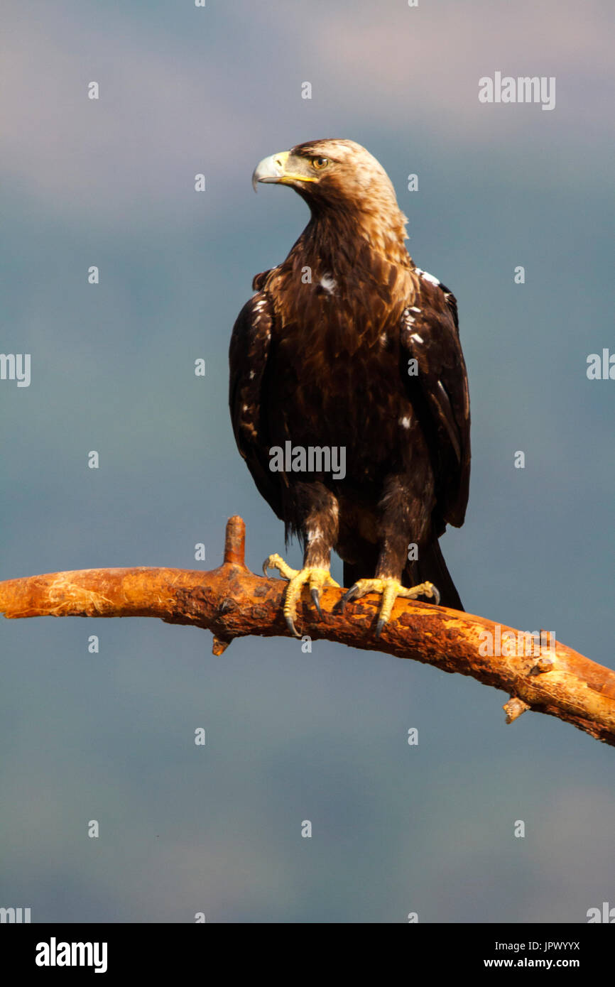 Spanish Imperial Eagle on a branch - Spain Stock Photo - Alamy