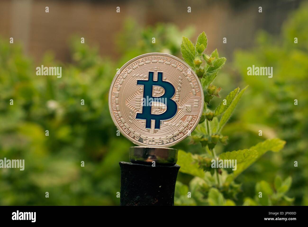 Digital currency physical metal bitcoin coin on the green background ...