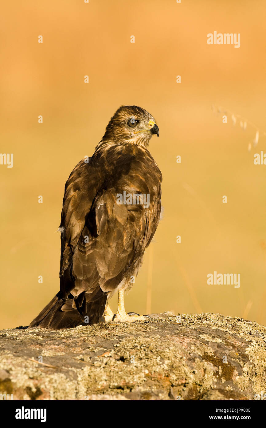 Common Buzzard on rock - Tietar Valley Spain Stock Photo - Alamy