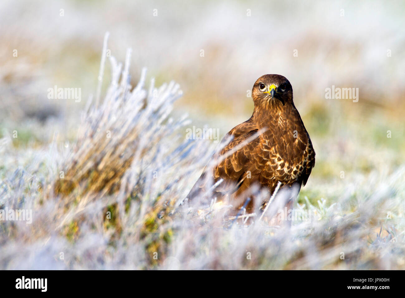 Common Buzzard on ground in winter - Alcudia Valley Spain Stock Photo ...