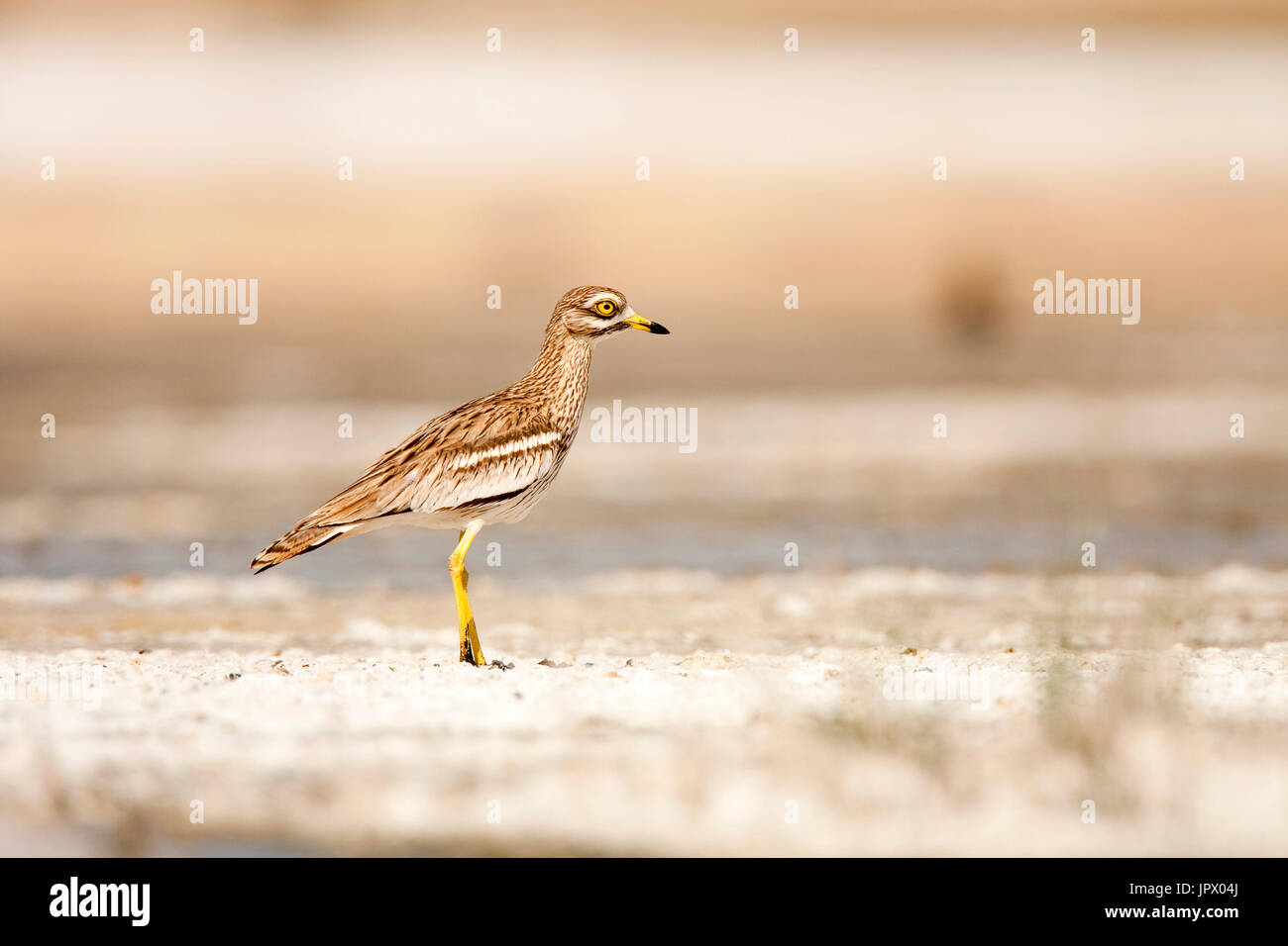 Eurasian Stone-curlew - Spain Stock Photo - Alamy