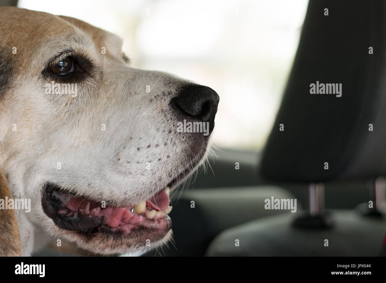 Beagle dog car hi-res stock photography and images - Alamy