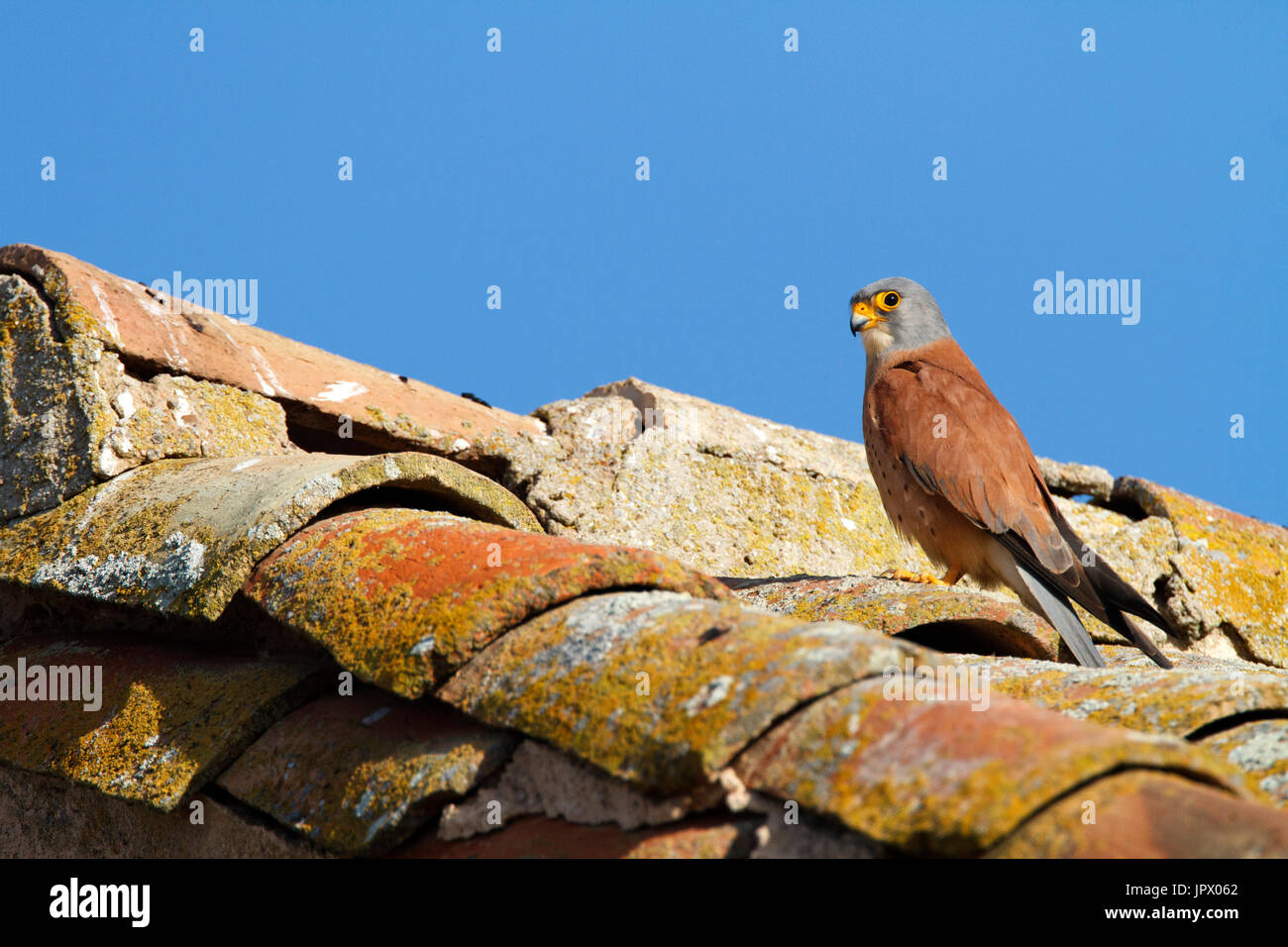 Lesser Kestrel male on roof - Espagne Stock Photo - Alamy