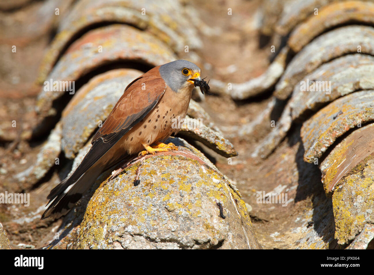 Lesser Kestrel male with insect on roof - Espagne Stock Photo - Alamy