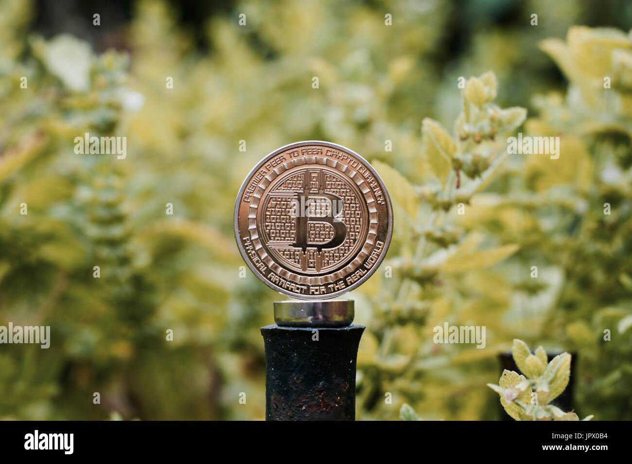 Digital currency physical metal bitcoin coin on the green background ...