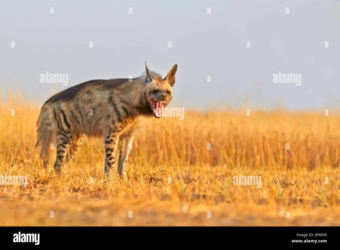 Striped Hyena in the savannah - Blackbuck NP India Stock Photo - Alamy