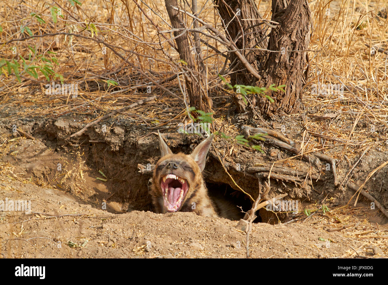 Striped hyena in his den - PN Velavadar India Stock Photo - Alamy