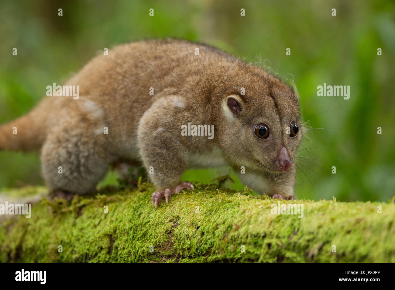 Phalanger High Resolution Stock Photography and Images - Alamy