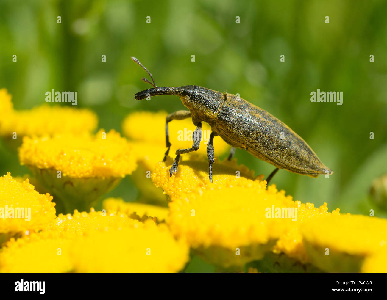 Flower weevil hi-res stock photography and images - Alamy
