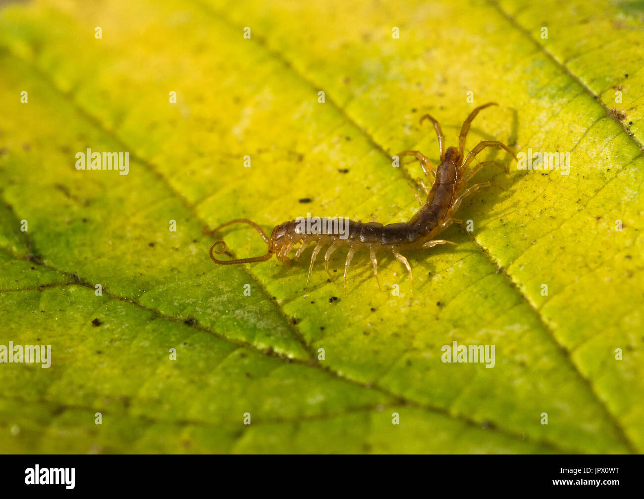 European centipede hi-res stock photography and images - Alamy