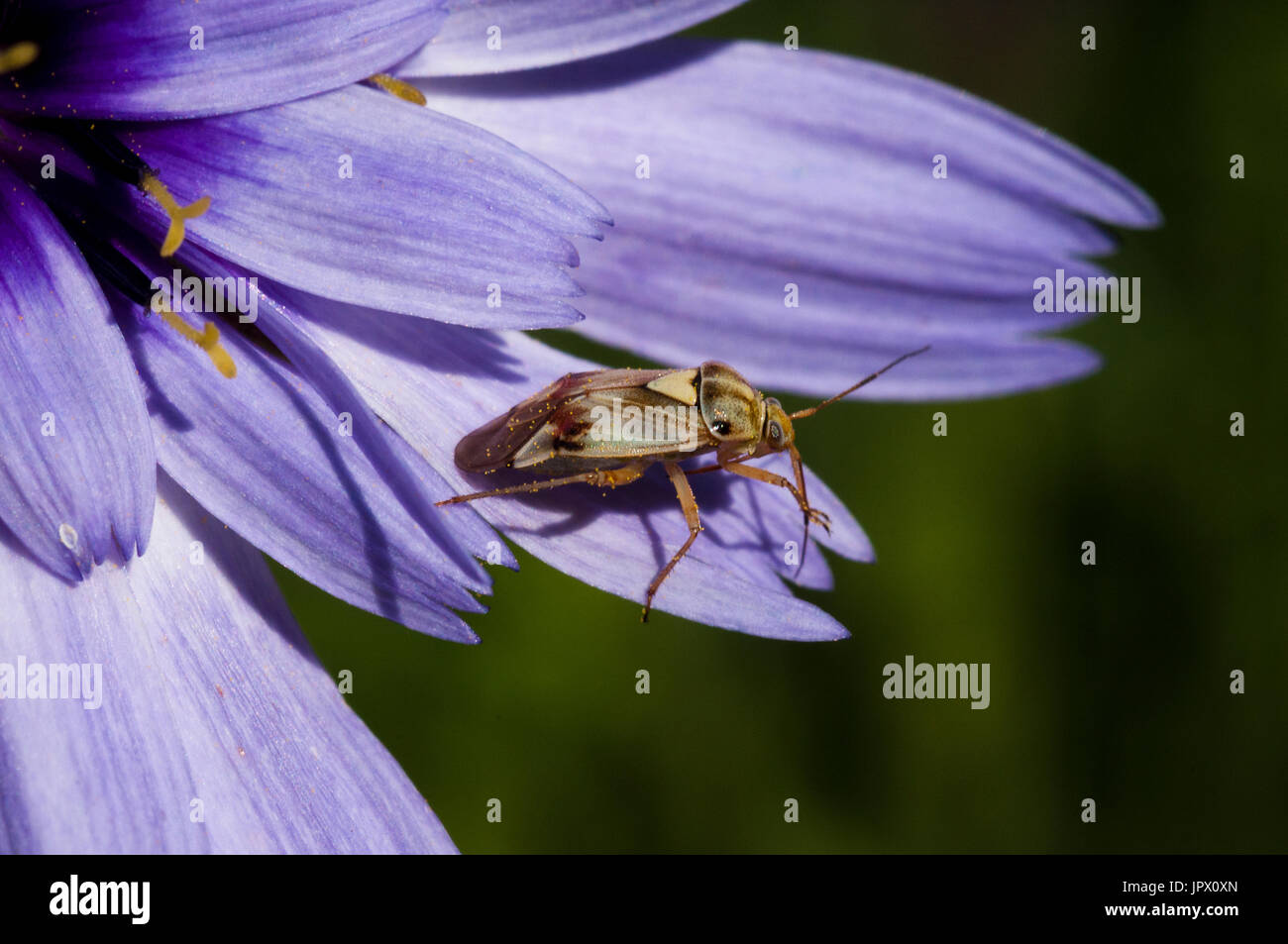 Plant Bug on a flower - France Stock Photo - Alamy