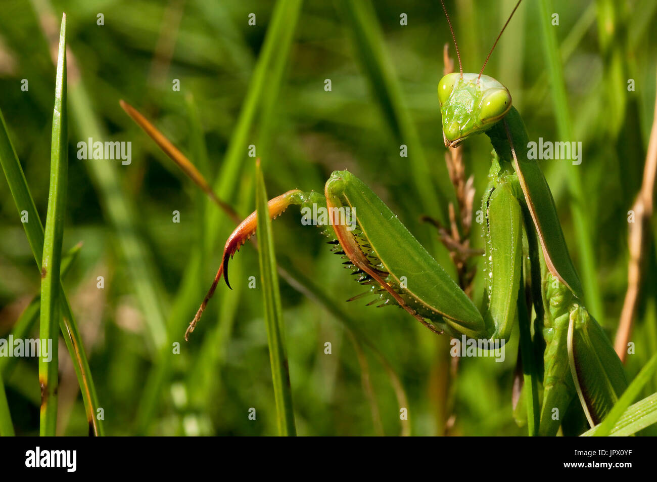 Portrait of praying mantis in the grass - France Stock Photo - Alamy