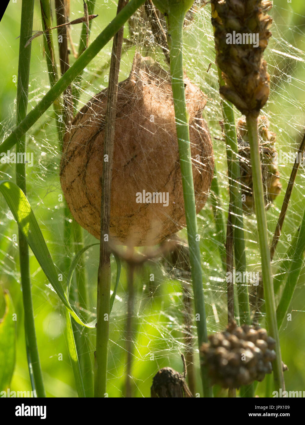 Wasp Spider Cocoon France Stock Photo - Alamy