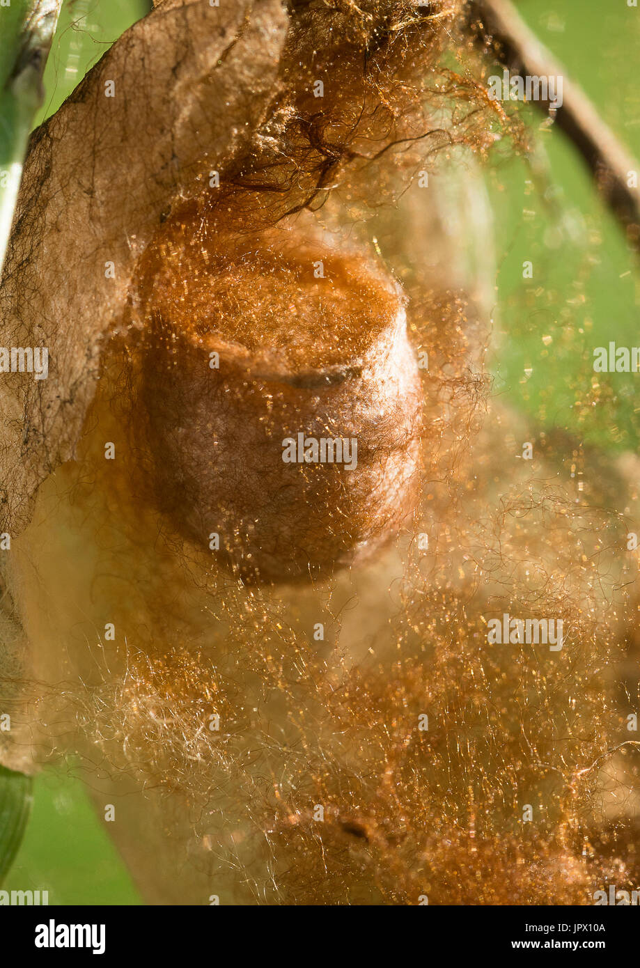 Wasp Spider open Cocoon France Stock Photo - Alamy