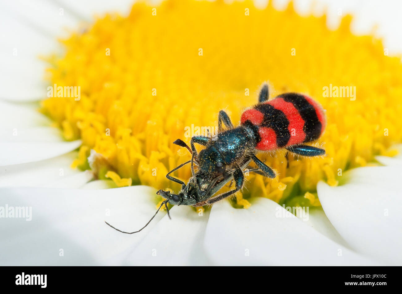 Bee beetle feeding on a small beetle - France Stock Photo - Alamy