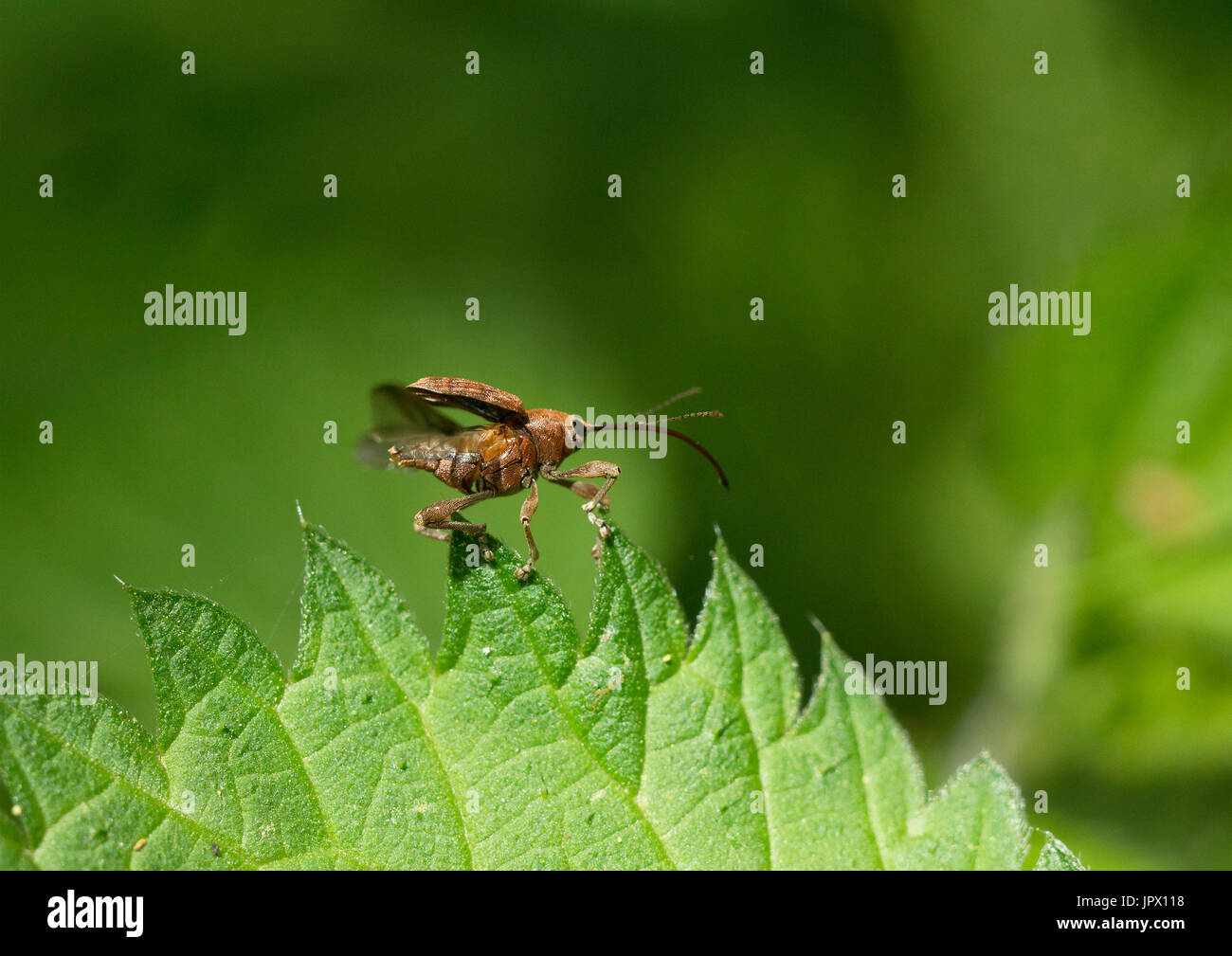 Acorn weevil flying away - France Stock Photo - Alamy