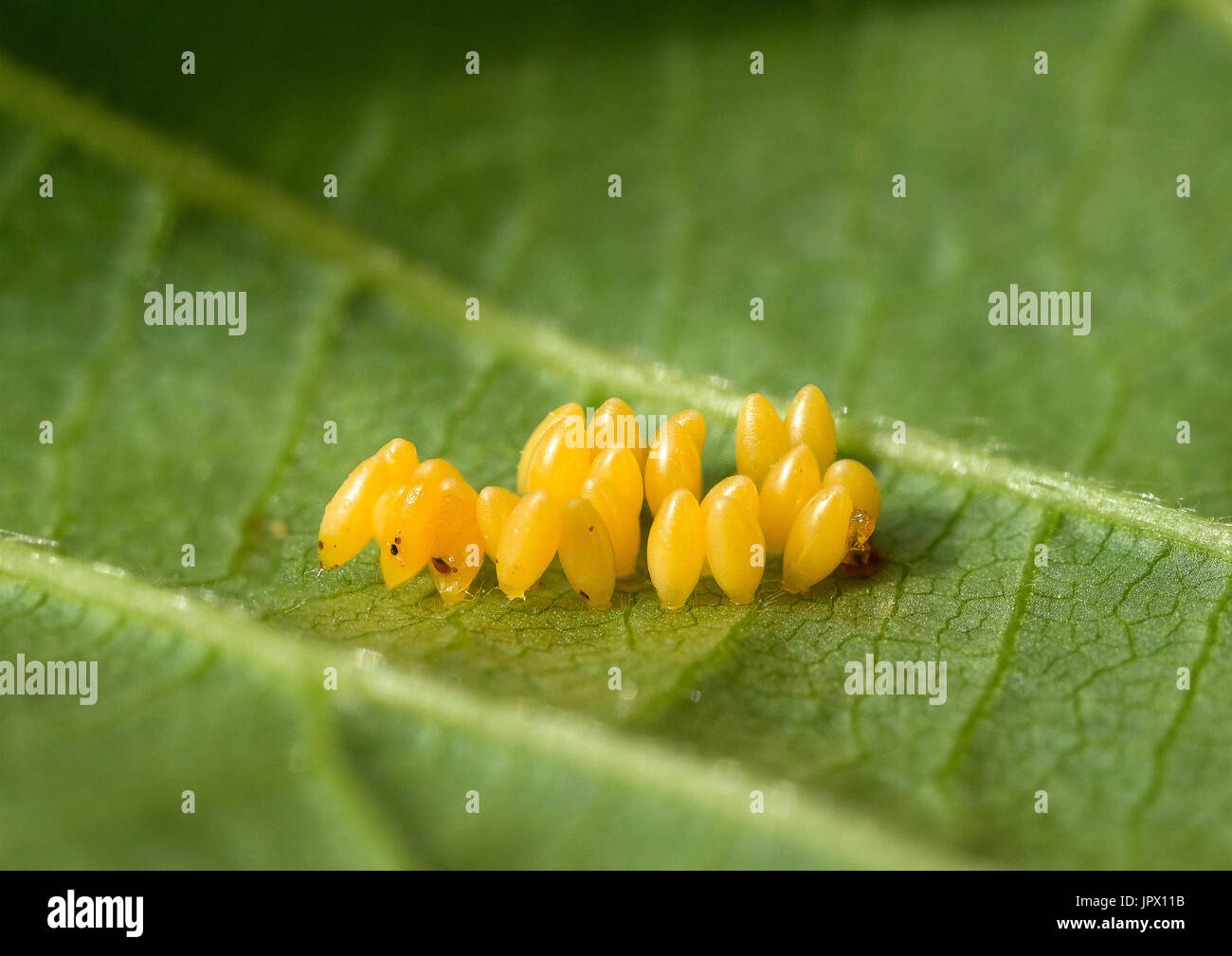 Ladybird eggs under a leaf Hazel - France Stock Photo - Alamy