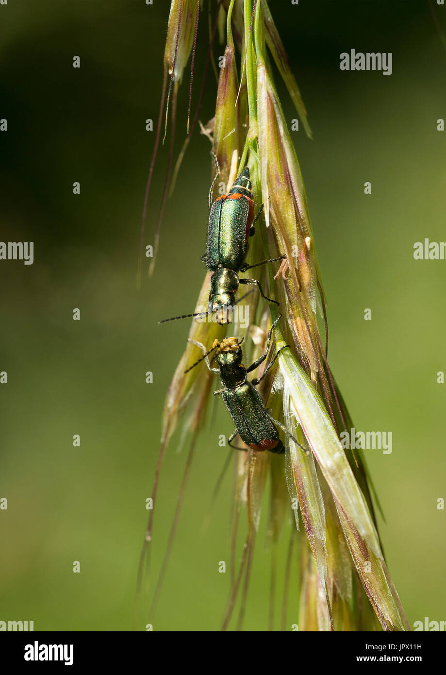 Insect courtship hi-res stock photography and images - Alamy