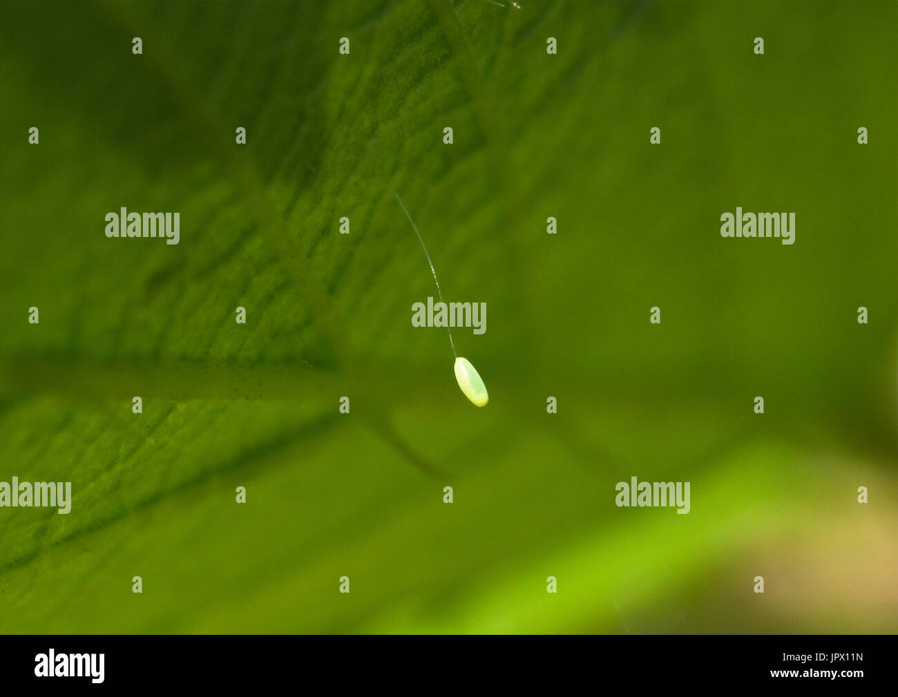 Green lacewing chrysopidae sp hi-res stock photography and images - Alamy