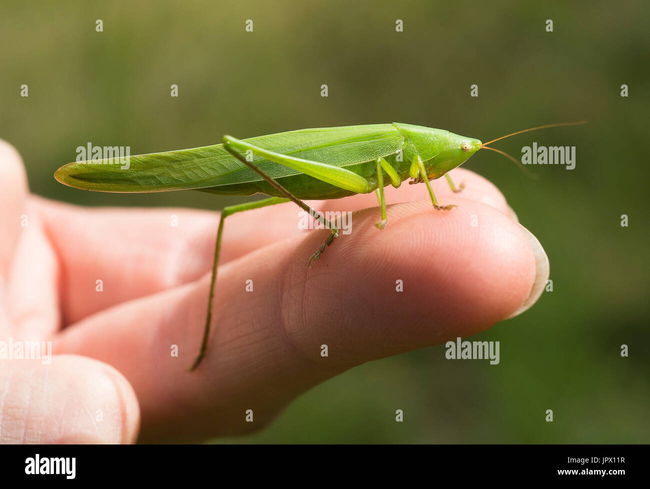 Large Conehead on a finger - France Stock Photo - Alamy