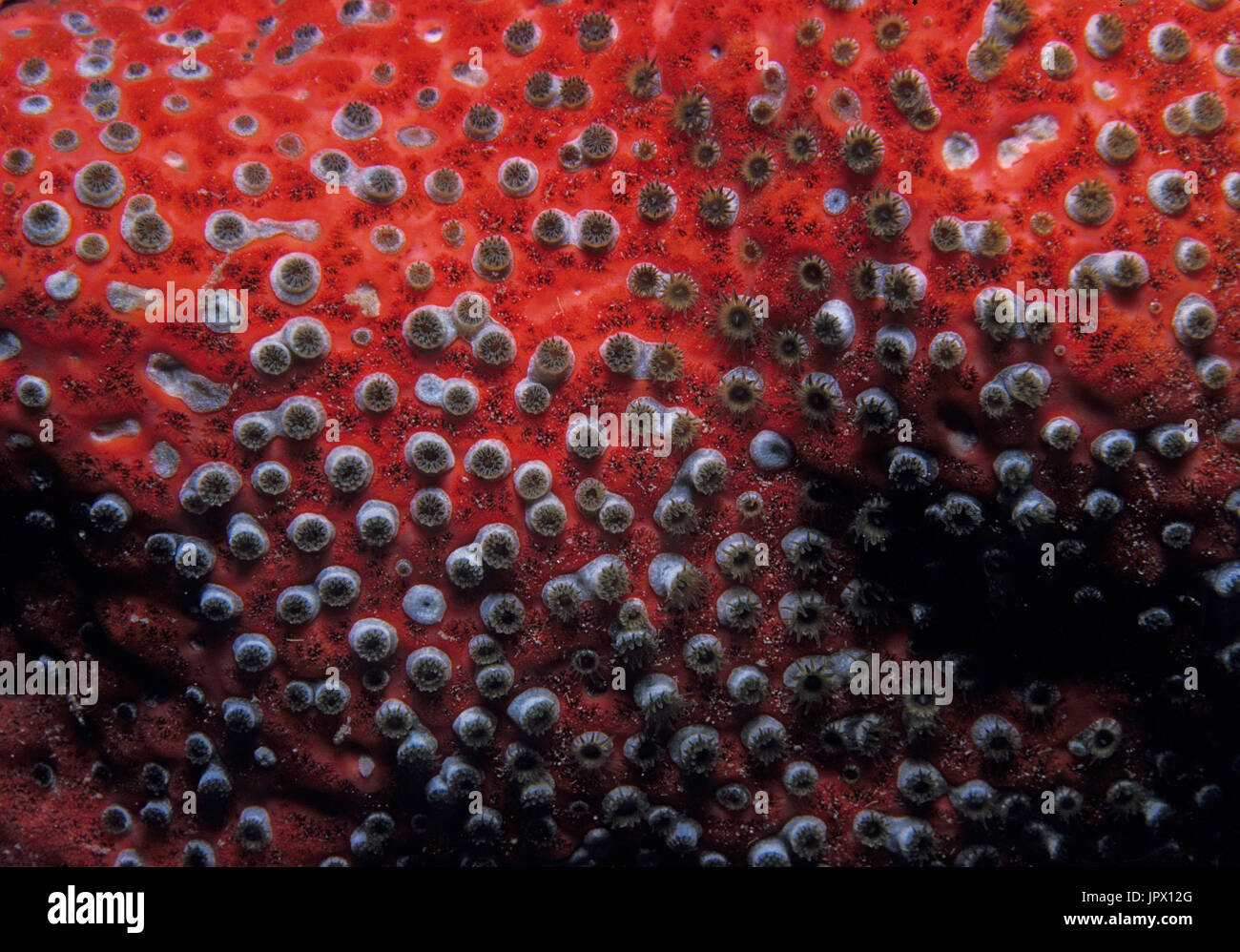 Parazoanthids on sponge - Caribbean Stock Photo - Alamy